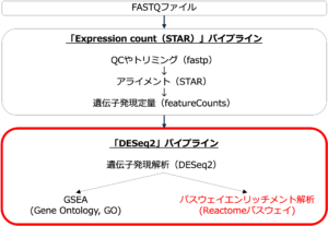Basepairでパスウェイ解析（Reactome） | basepairtech.jp