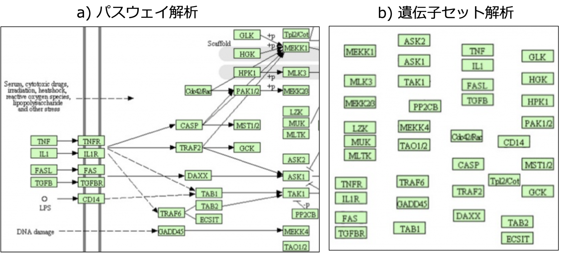 Basepairでパスウェイ解析（Reactome） | basepairtech.jp
