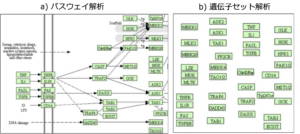 Basepairでパスウェイ解析（Reactome） | basepairtech.jp